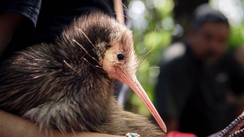 Helping protect kiwi | Rayonier Matariki Forests