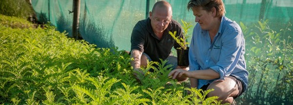 Saving Kakabeak one seed at a time | Rayonier Matariki Forests